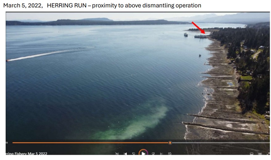 The Vital Role of Herring & Their Spawn in Baynes Sound & Lambert ...